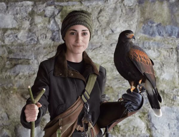 Ireland's School of Falconry
