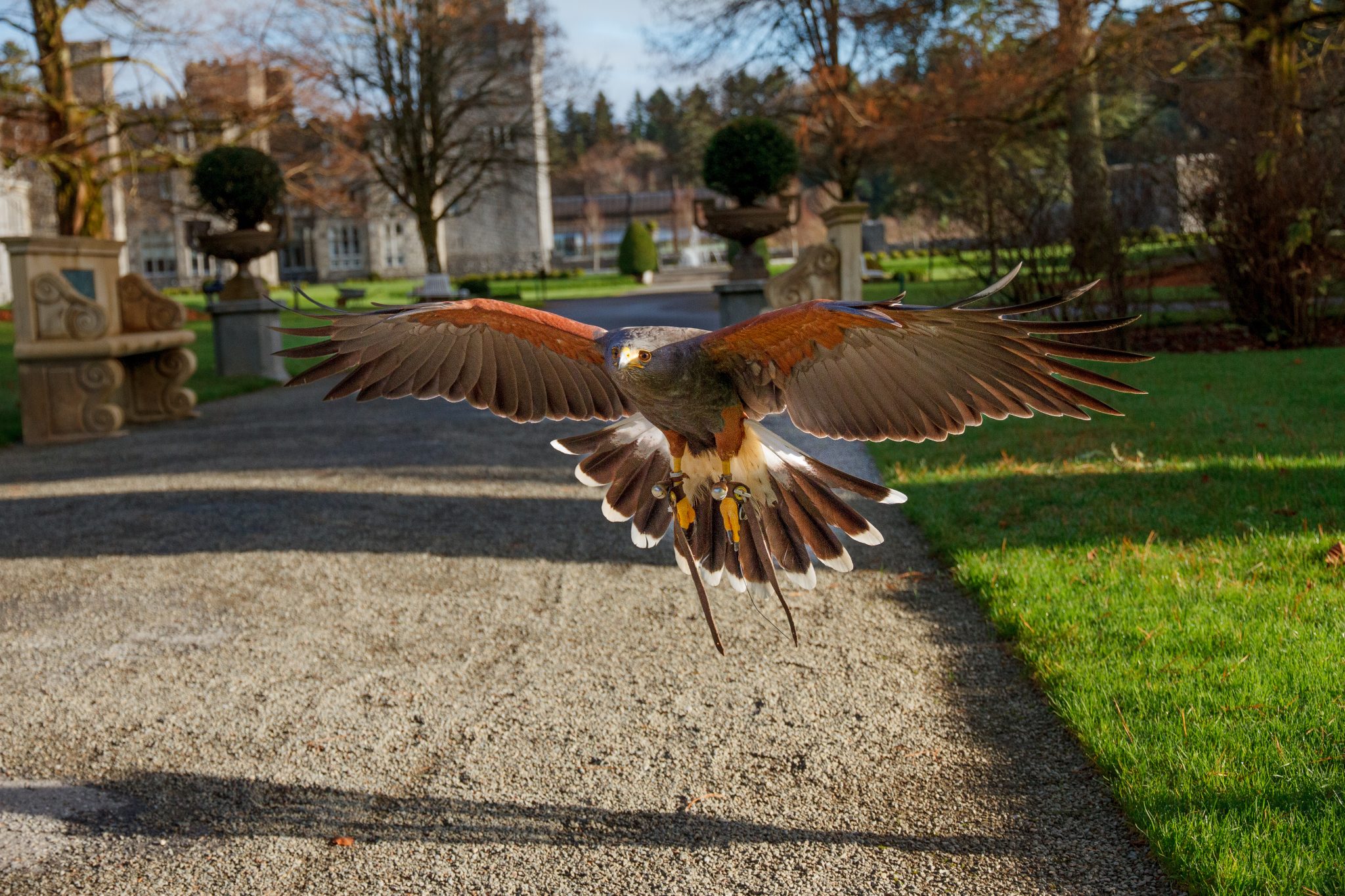 About Us – Ireland's School of Falconry