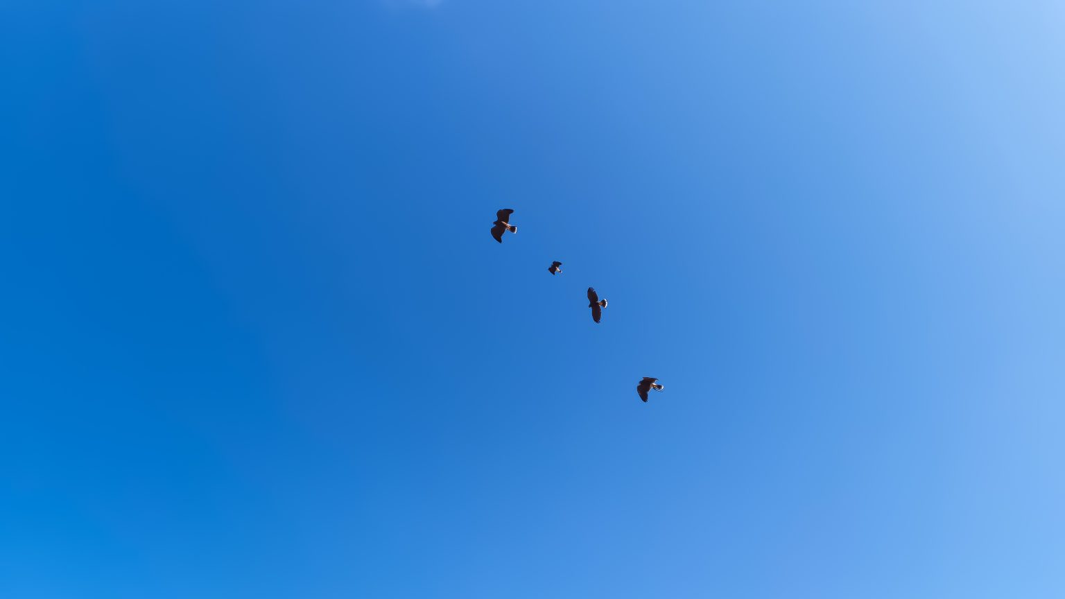 Ireland's School of Falconry