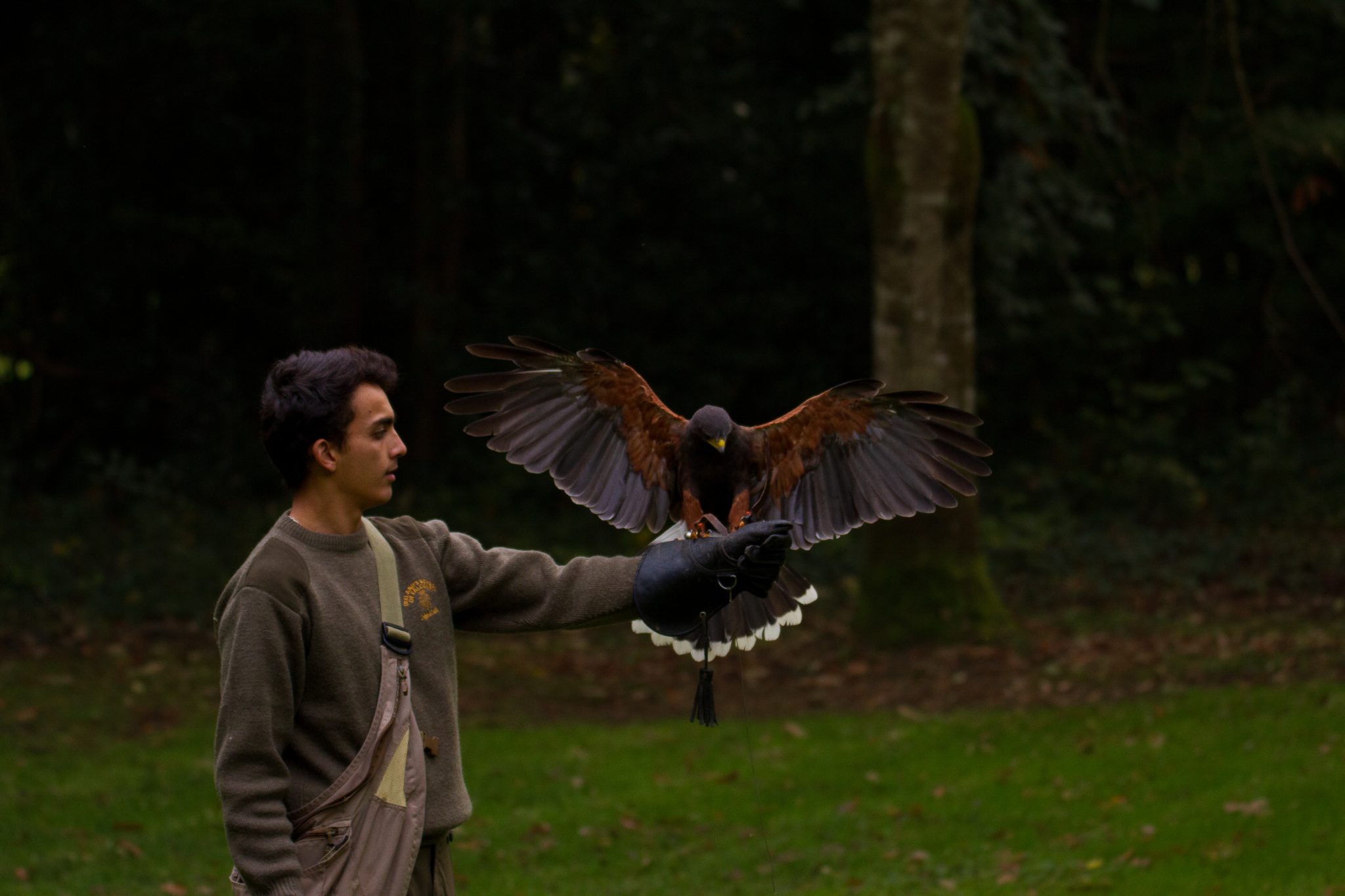 HAWK WALK – Ireland's School of Falconry